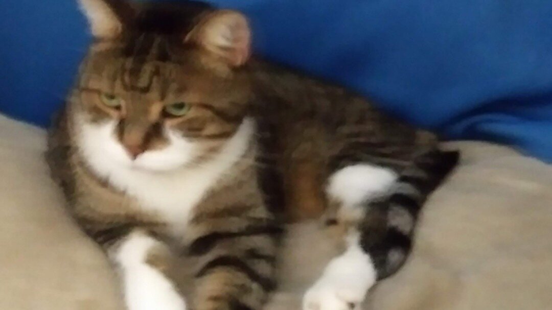 Petition · HST Rebate - Canada · Change.org