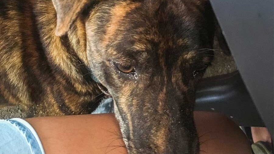 Petition · Aspins are Dogs too: Recognizing and Respecting All Dog ...