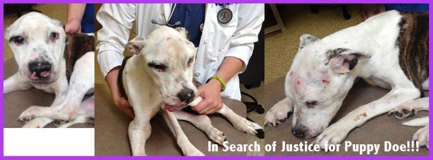 Petition · Paws for Stricter Laws: Classify animal abuse as a felony ...