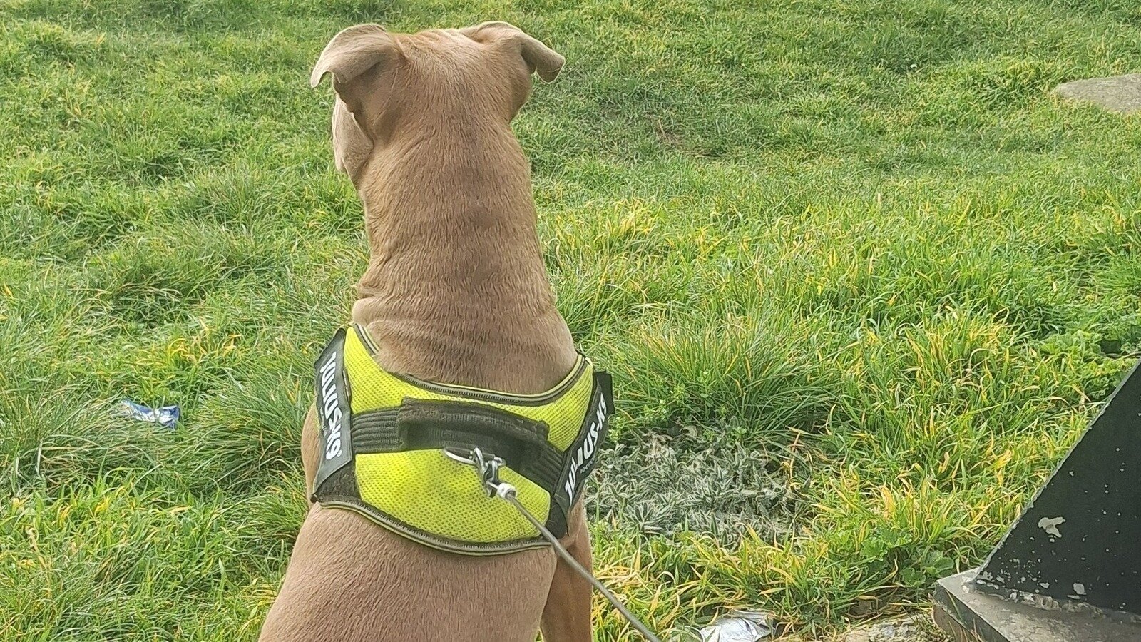 Petition · Stop unleashed dogs in public areas - United States · Change.org