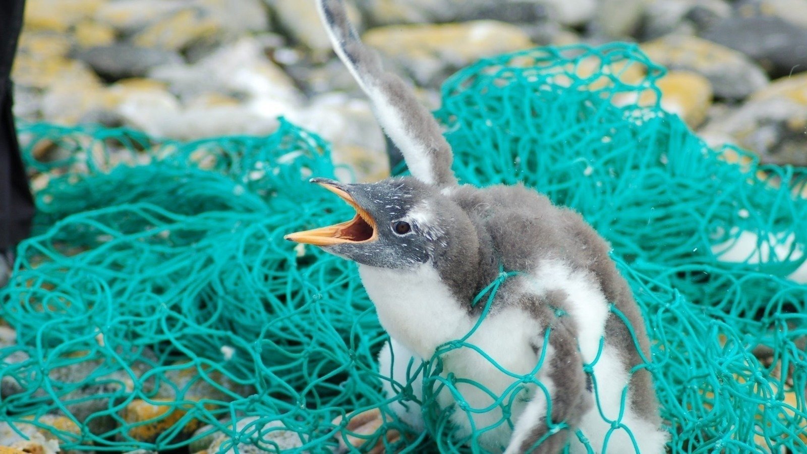 Petition · End Littering in Australia - Australia · Change.org
