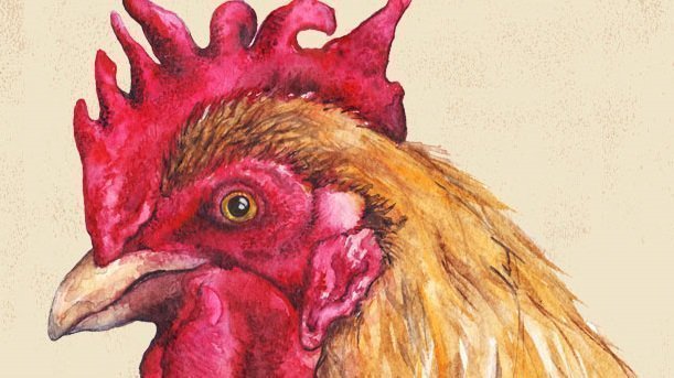 Petition · Keep Organic Strong: Tell the USDA to Stop Clucking Around ...