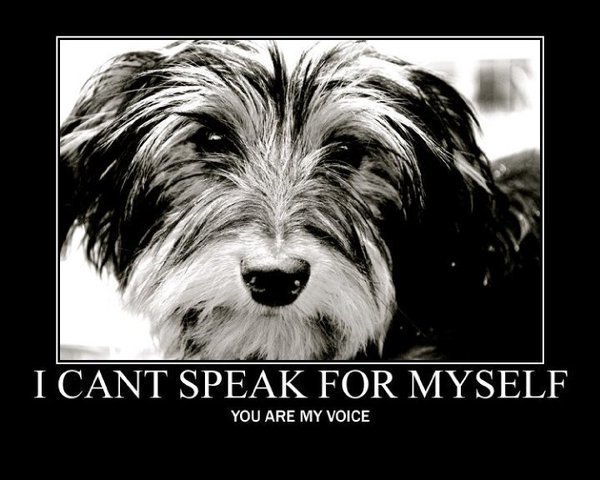 Petition · Spare the lives of the 5 innocent dogs in Malaysia ...