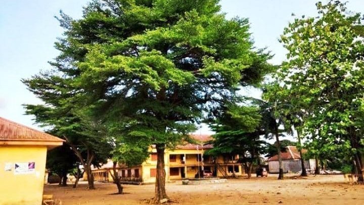 Petition · Ministry of Forestry, plant 1,000 trees to mitigate heatwave ...