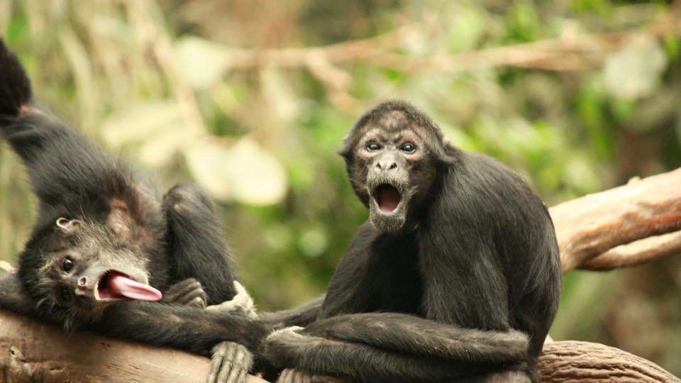 Petition · Demand protection for the Brown Monkey - United States ...