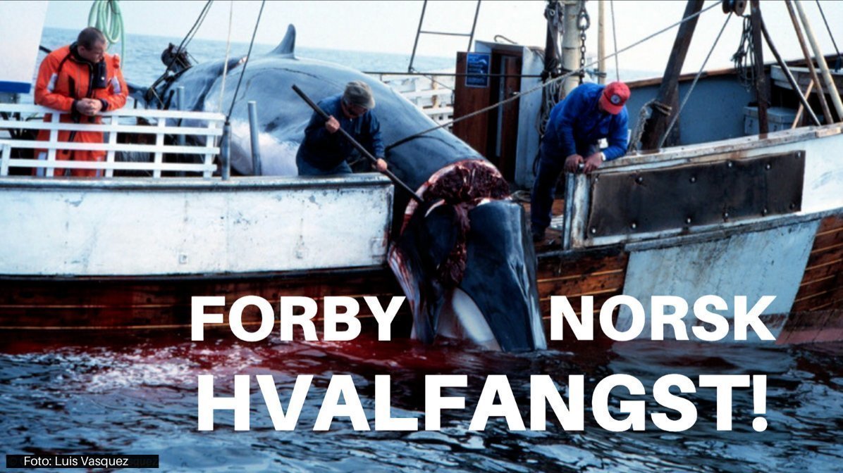 Petition · FORBY NORSK HVALFANGST! - Norway · Change.org