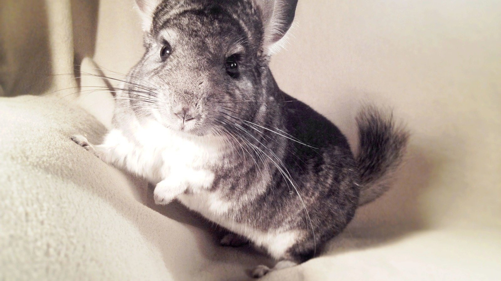 Petition · legalise chinchillas in victoria - Australia · Change.org