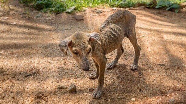 Petition · Sterilize and vaccinate stray dogs to reduce suffering ...