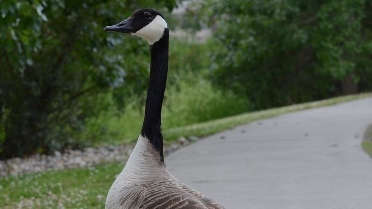 Petition · Get Becky a pet goose - United States · Change.org