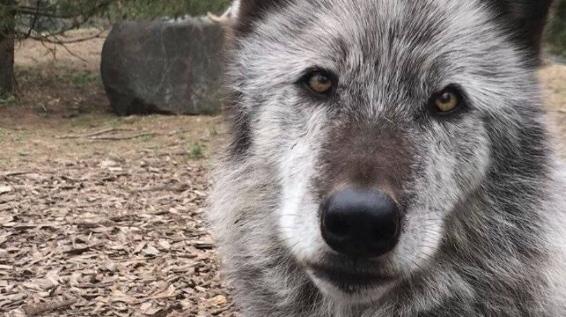Petition · Tell the Senate to Protect America's Wolves by Saying "NO ...