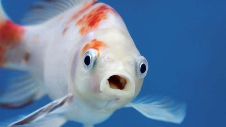 Petition · petition for ella to get cassie’s neglected fish - United ...