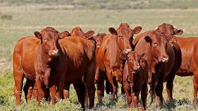 Petition · Deny Bail for Double Murder and Stock Theft Suspects ...