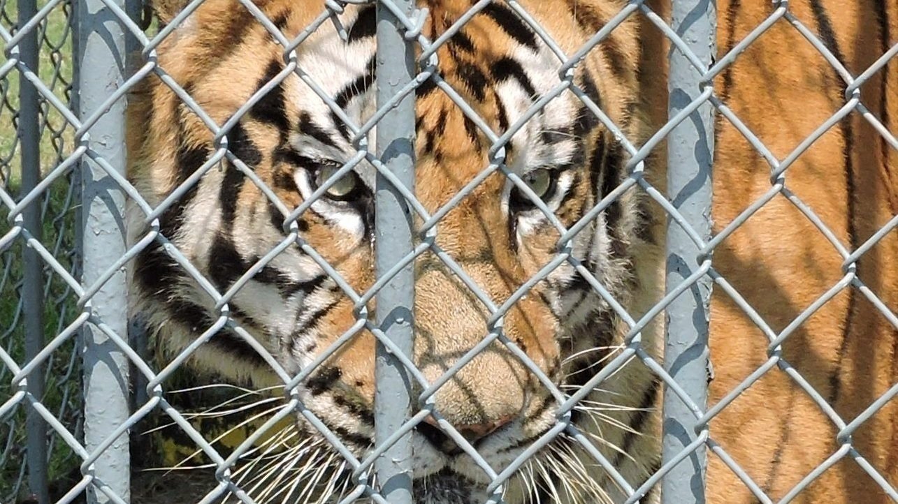 Petition · LDWF: Enforce Louisiana State Law and Ensure Tony The Tiger ...