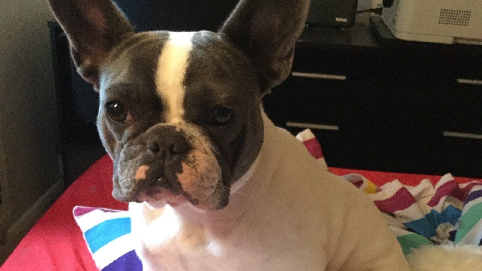 Petition · Change the classification of Dogs and Cats to sentient ...