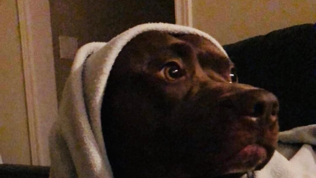 Petition · SAVE GAMBOA & ALL FUTURE SEIZED DOGS - STOP VAUGHAN ANIMAL ...