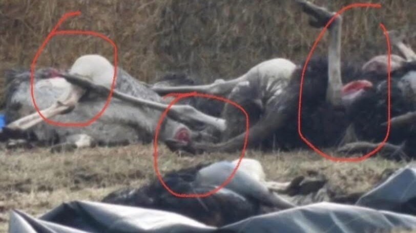 Petition · Demand investigation into ostrich cull misconduct - Canada ...