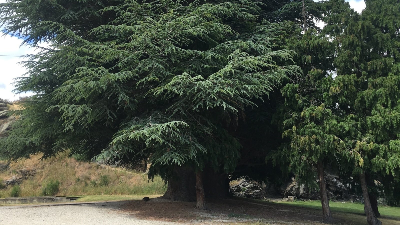 Petition · Preservation of 4, 100 year old Cedar trees in King George ...