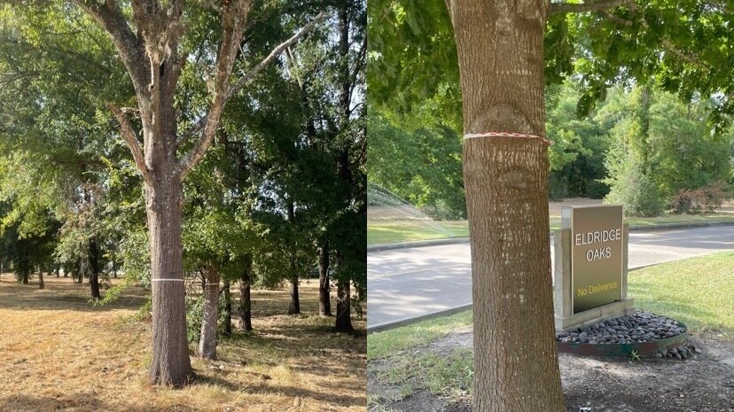 Petition · Save Our Trees: Preserve Nature, Build Responsibly! - United ...