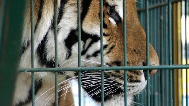Petition · Ban Tigers as Pets in Ontario - Canada · Change.org