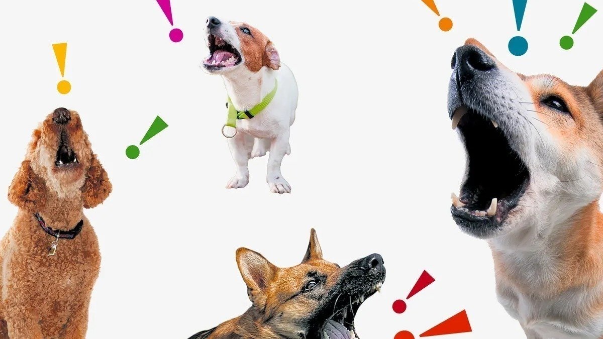 Petition · Put a stop to domestic pet neglect! - South Africa · Change.org