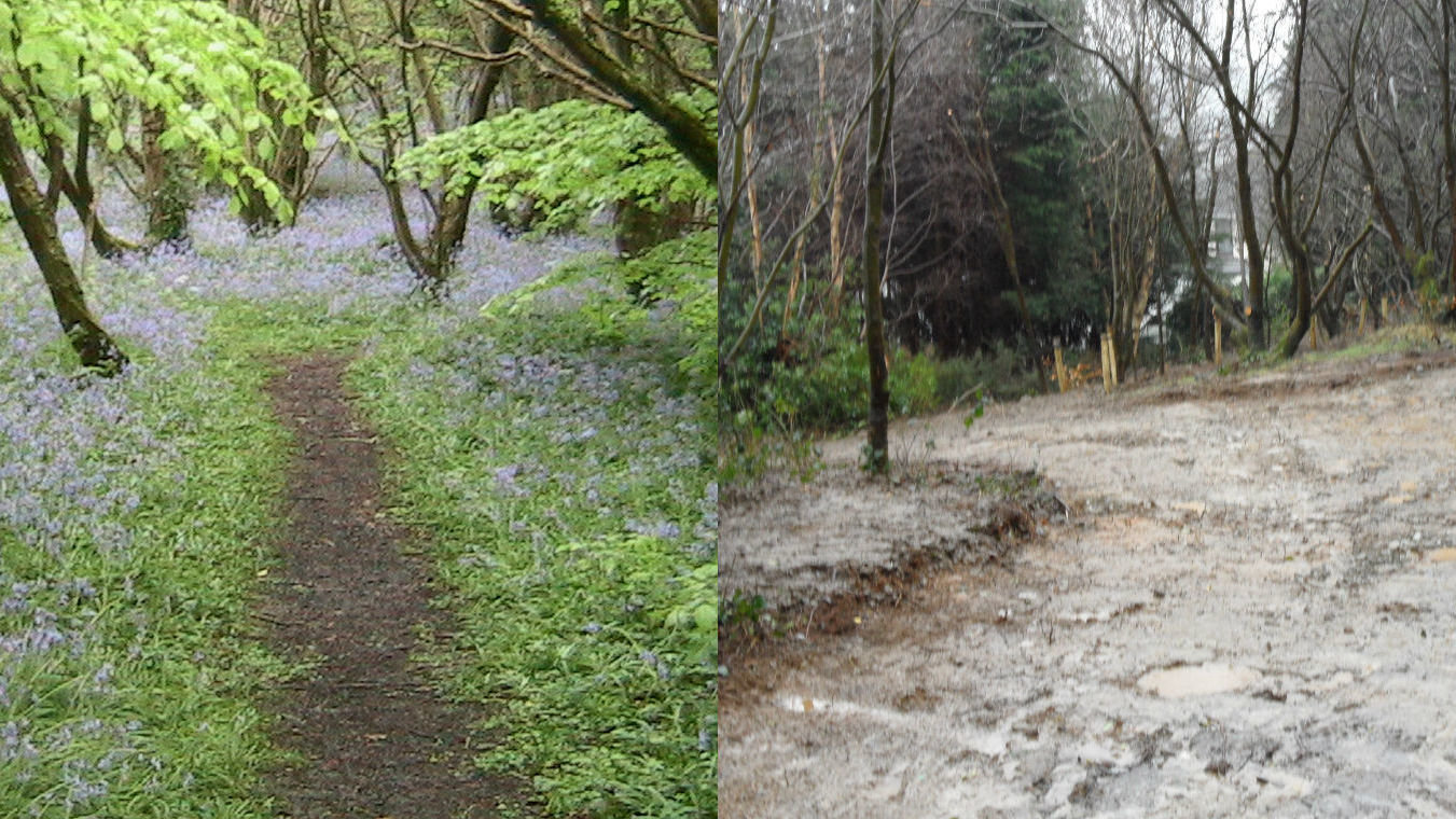 Petition · Save Prehen Woods and Northern Ireland's ancient woodlands ...