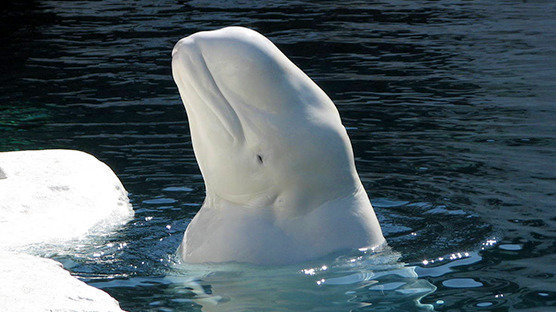 Petition · Stop the importation of Beluga Whales into the Philippines ...