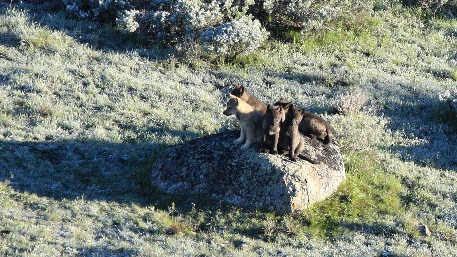 Petition update · Wolves Are Under Attack in Congress · Change.org ...