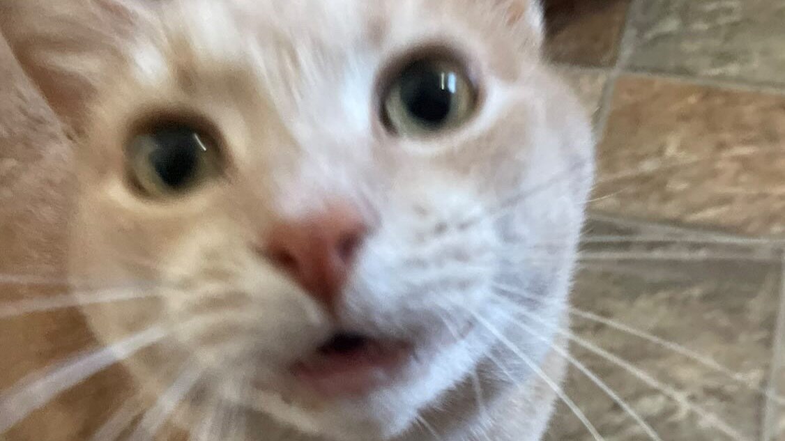 Petition · Let david come back to red lion - United States · Change.org