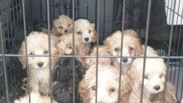 Petition · Stop the breeding of dogs for a year - United Kingdom ...