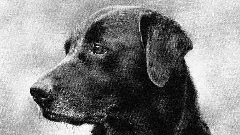 Petition · Restore Headstone for Guy Gibson’s dog at RAF Scampton ...