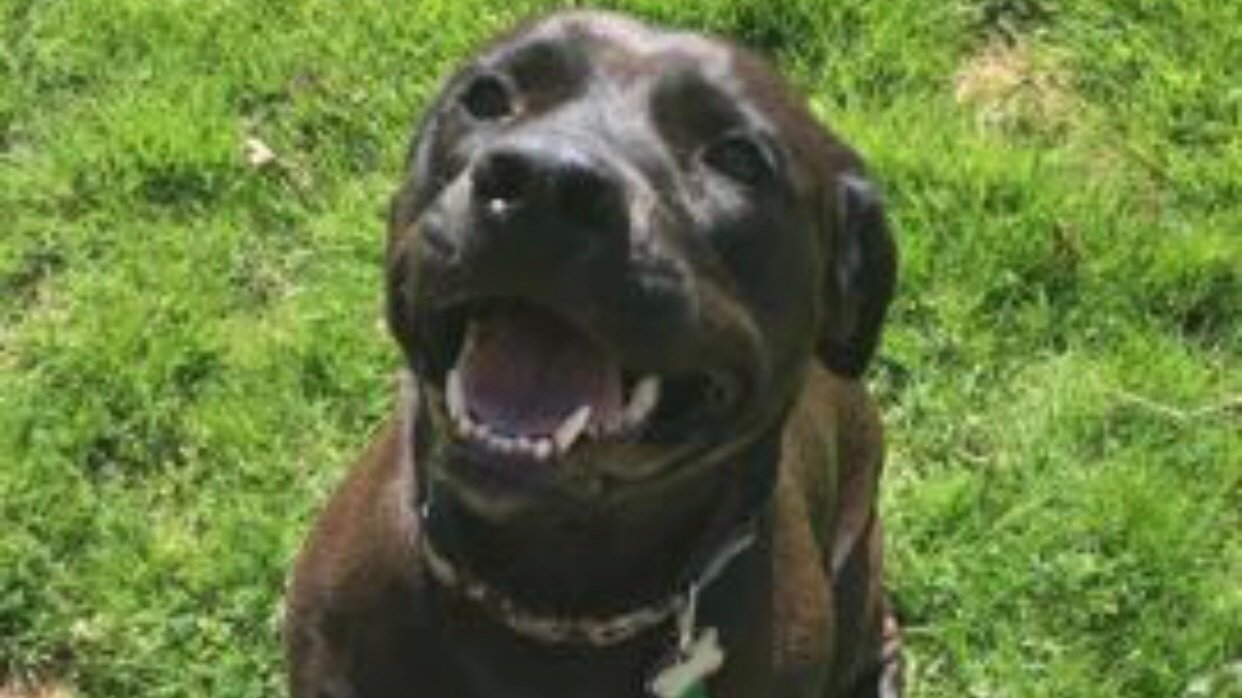 Petition · Please Help My Dog Charley - United States · Change.org