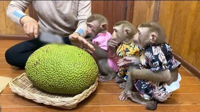 Petition · REQUEST FOR THE RETURN OF THE 4 TAMED MONKEYS TO THEIR HUMAN ...