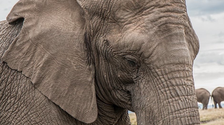 Petition · Sign: Stop Horrific Elephant Skinning Fad - United States ...