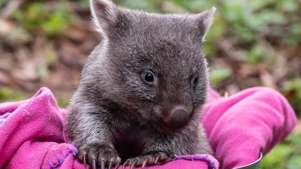 Petition · Introduce a Wombat Emoji to Digital Platforms - Canada ...