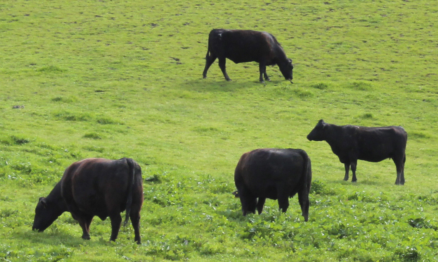 Petition · Get In-N-Out to Serve Burgers with 100% Grass Fed Beef ...
