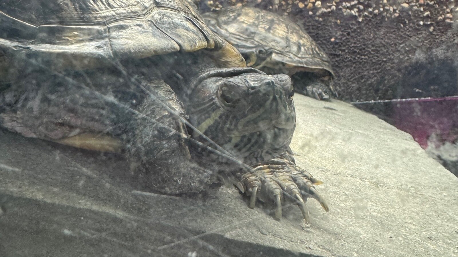 Petition · Remove all turtles from Bourbon Street (Mango Mango ...