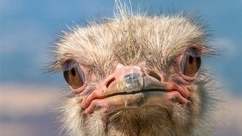 Petition · Save Ostriches From Being Ostracized! - United States ...