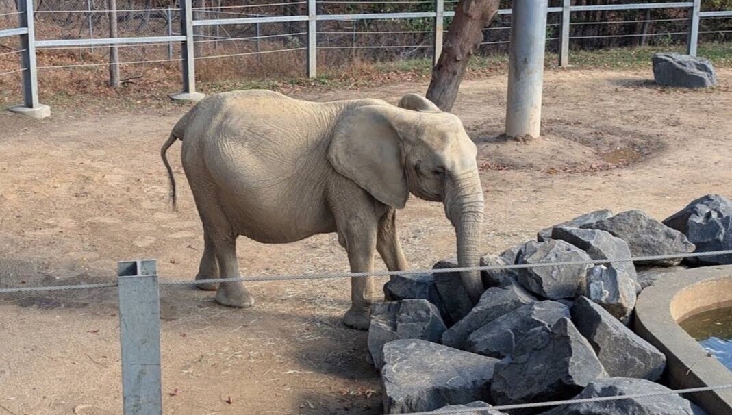 Petición · Freedom for Lil Felix the elephant - Estados Unidos · Change.org