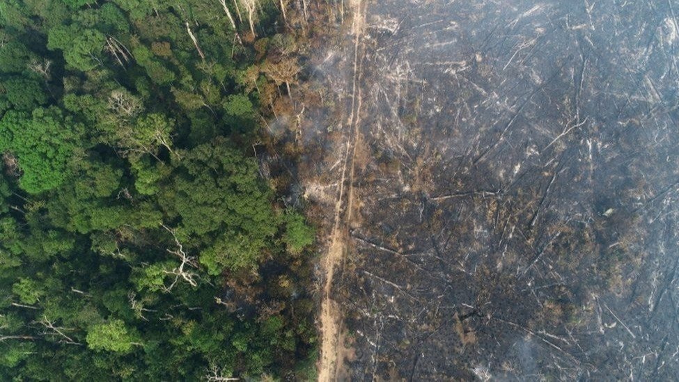 Petition · Help Stop Deforestation - United States · Change.org