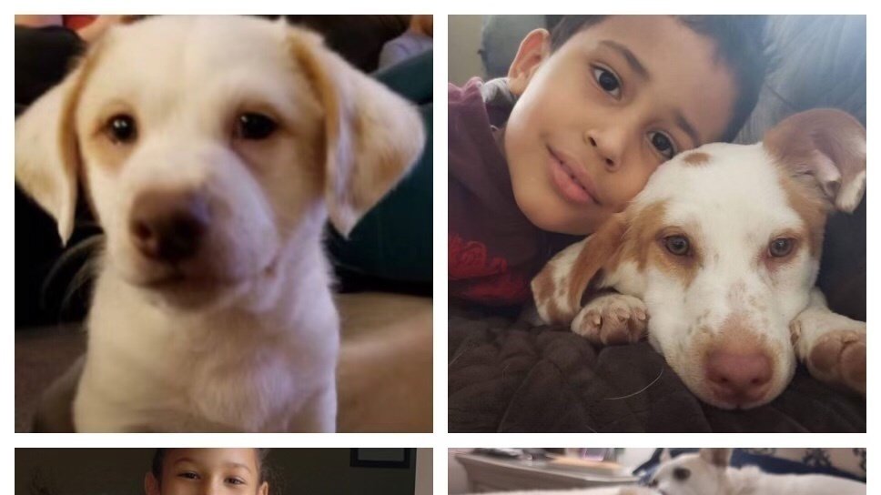 Petition · Get Gus Home! - United States · Change.org