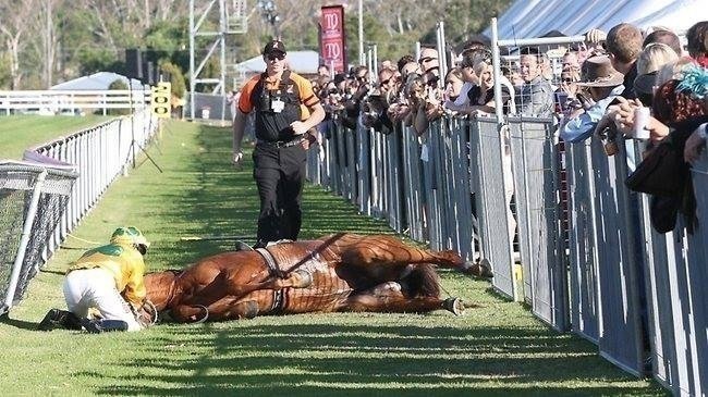 Petition · Lets put a stop to the cruelty of horses in the Melbourne ...