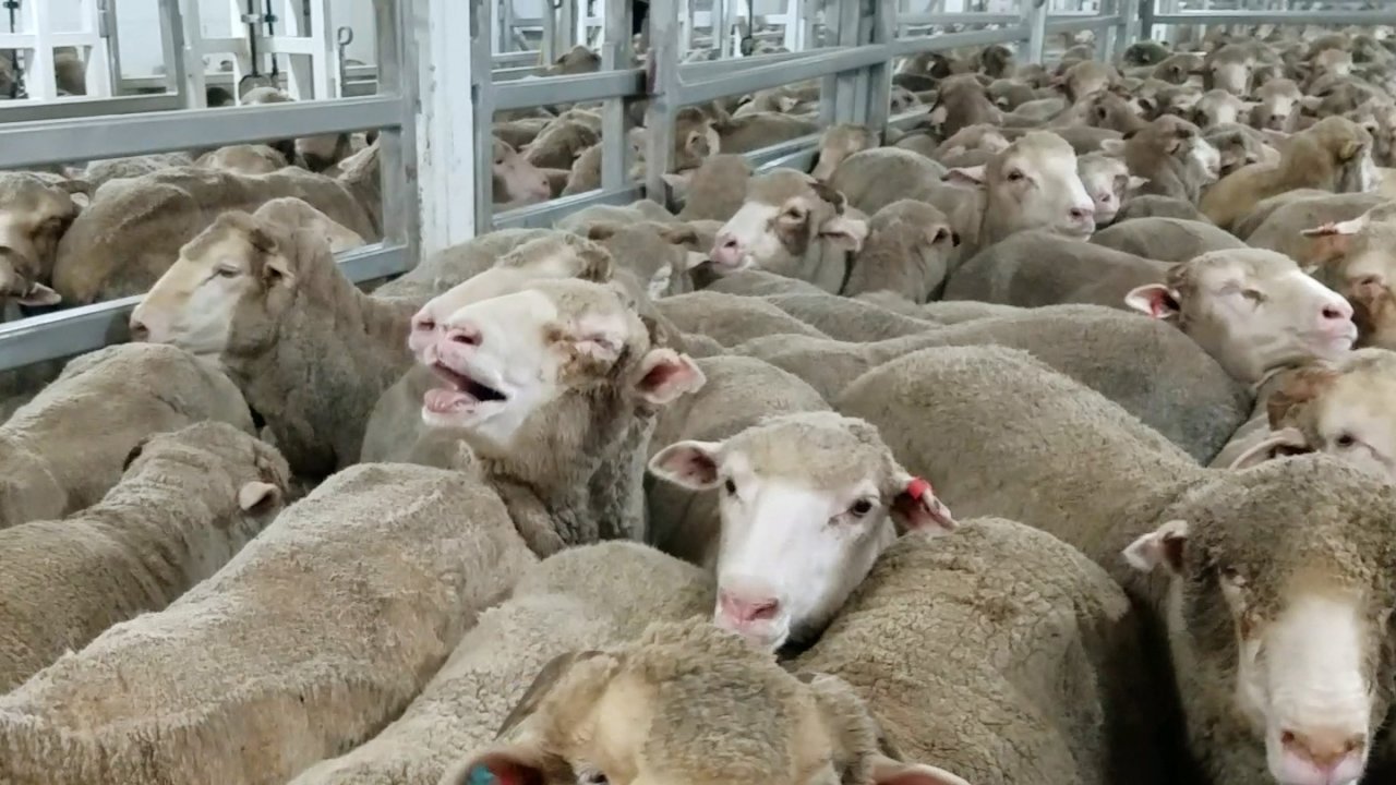 Petition · Ban Live Exporting of Animals - Australia · Change.org