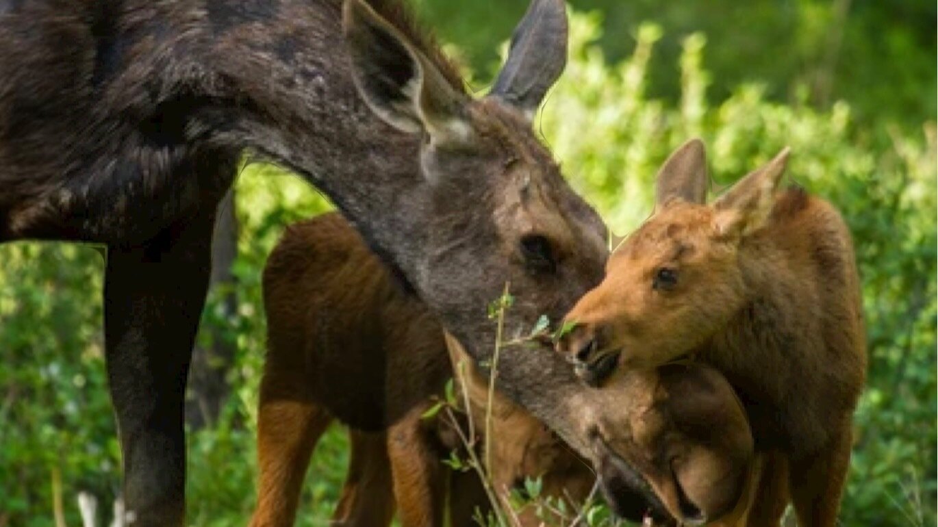 Petition · Save Alaskan moose family after tragic death of photographer ...