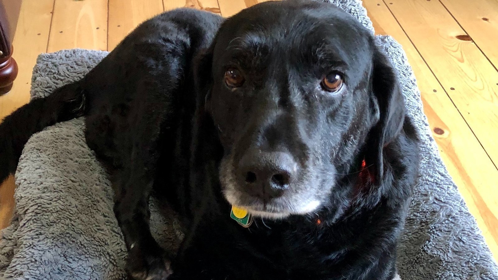 Petition · Add special property classification for pets - United States ...
