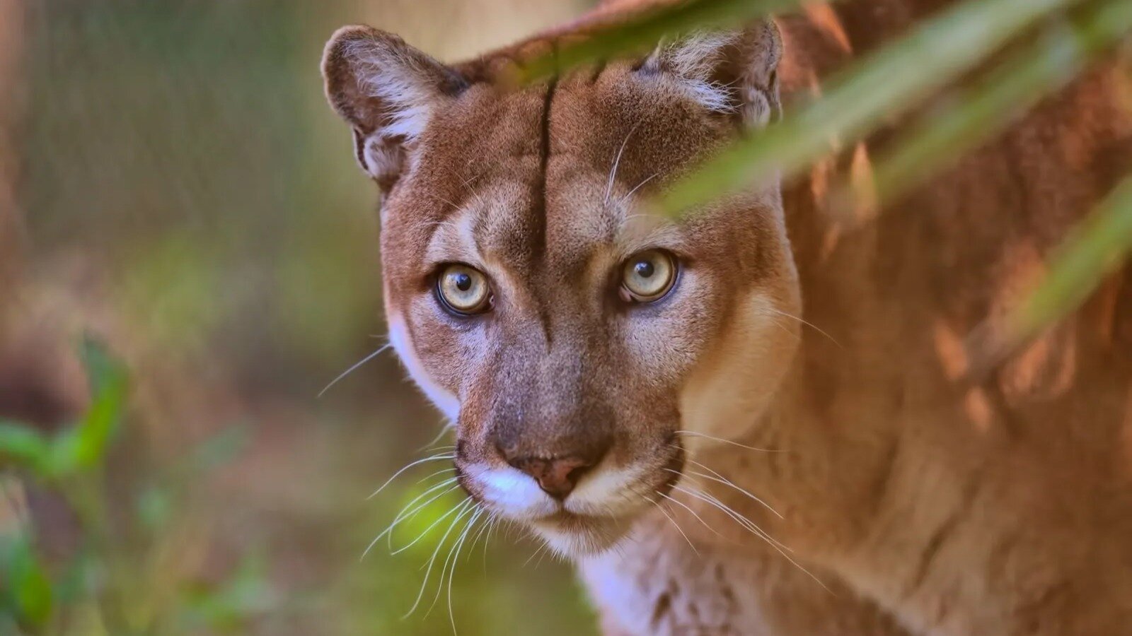 Petition · Urge Senator Marco Rubio to Address the Florida Panther ...