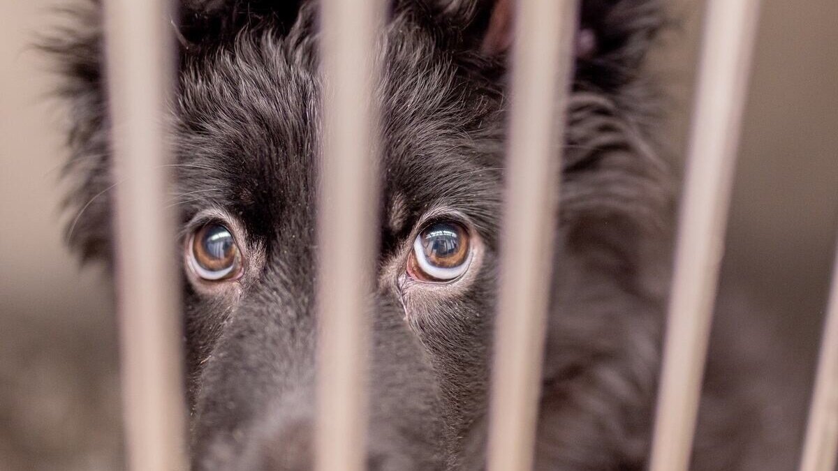 Petition · Strengthening Animal Protection Laws in Ohio - United States ...