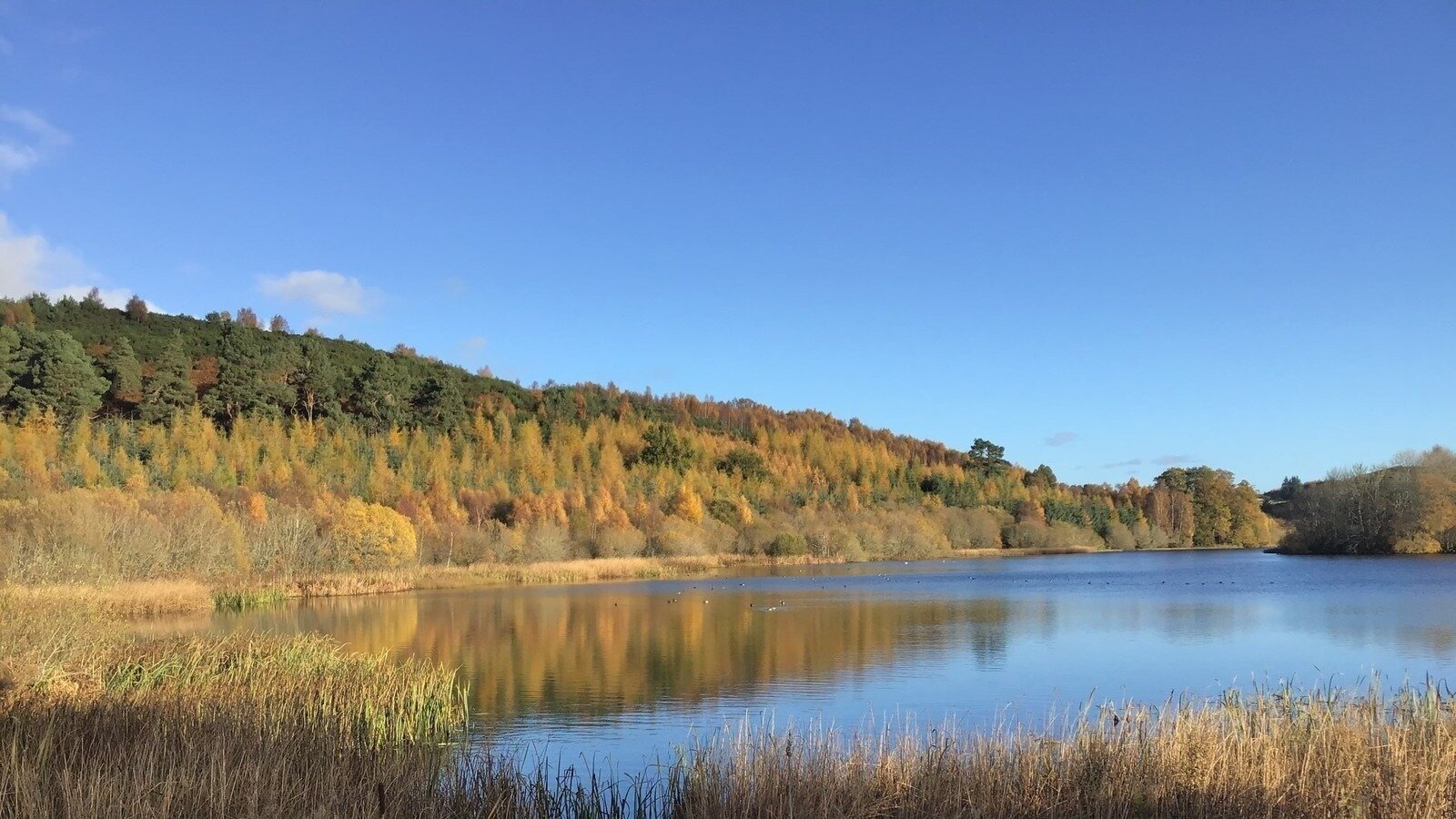 Petition · Save Loch Kinellan and Contin Woods - demand SSEN use ...
