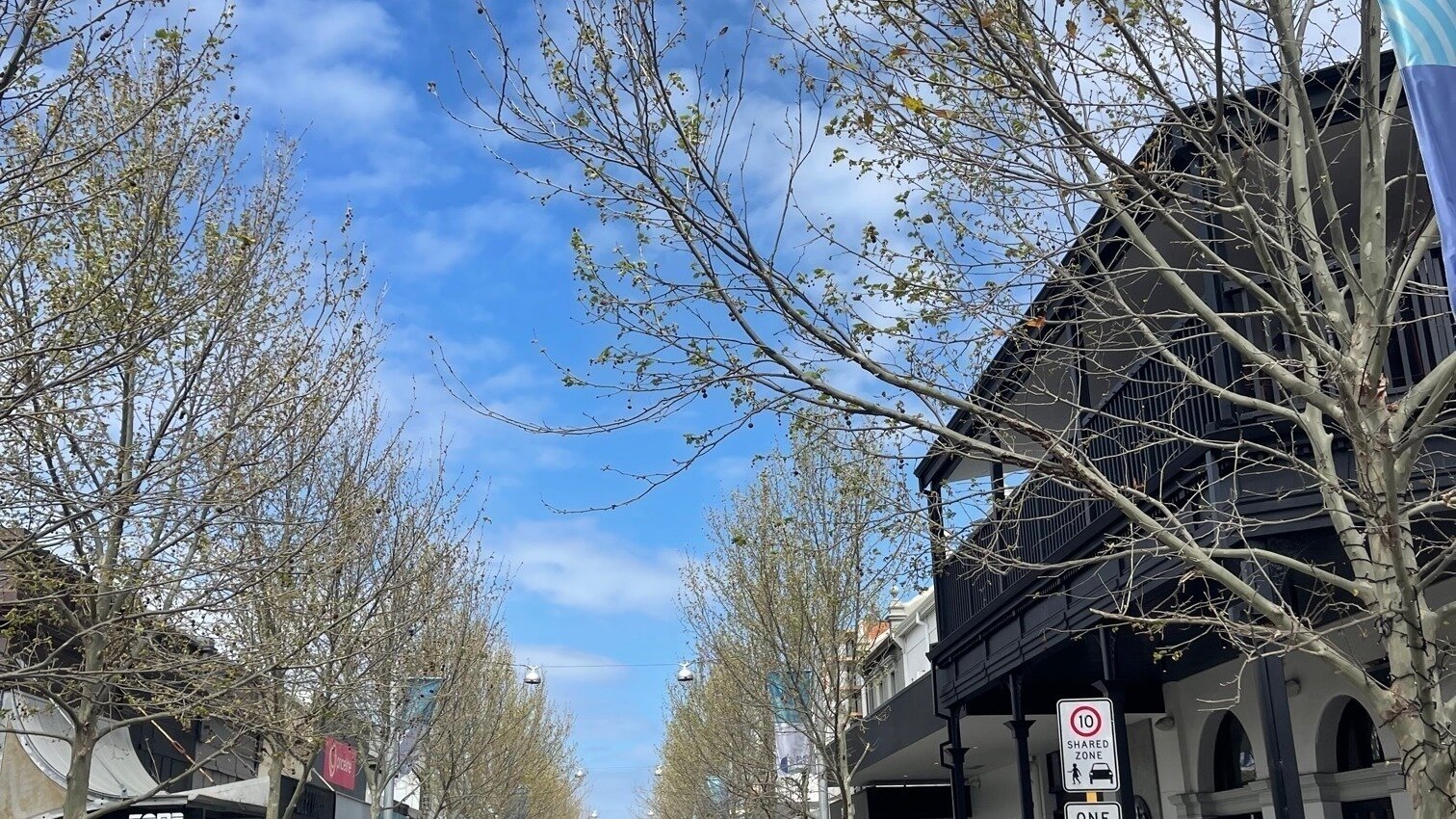 Petition · Remove London Plane Trees Menace in Claremont business ...