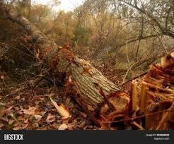 Petition · stop wasting paper save lifes of plants - India · Change.org