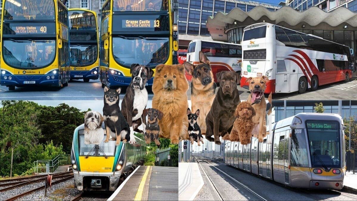 Petition · Make Public Transport Pet Friendly in Ireland - Ireland ...